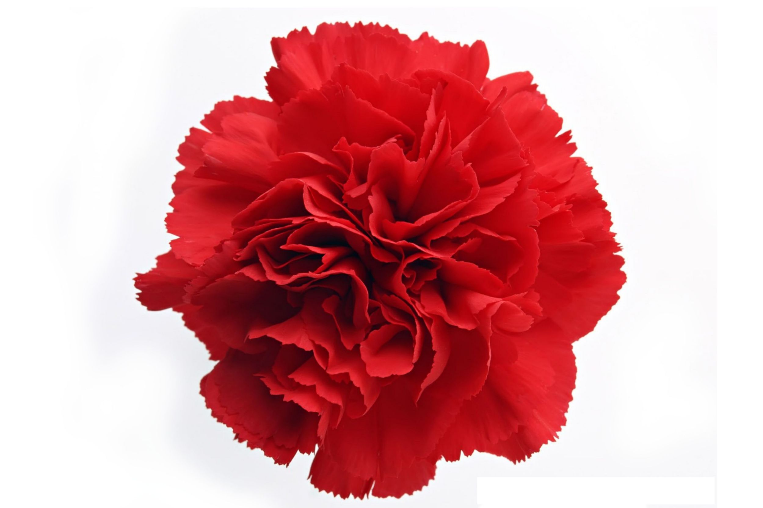 The Funeral Flower - Michelle Jester Writes